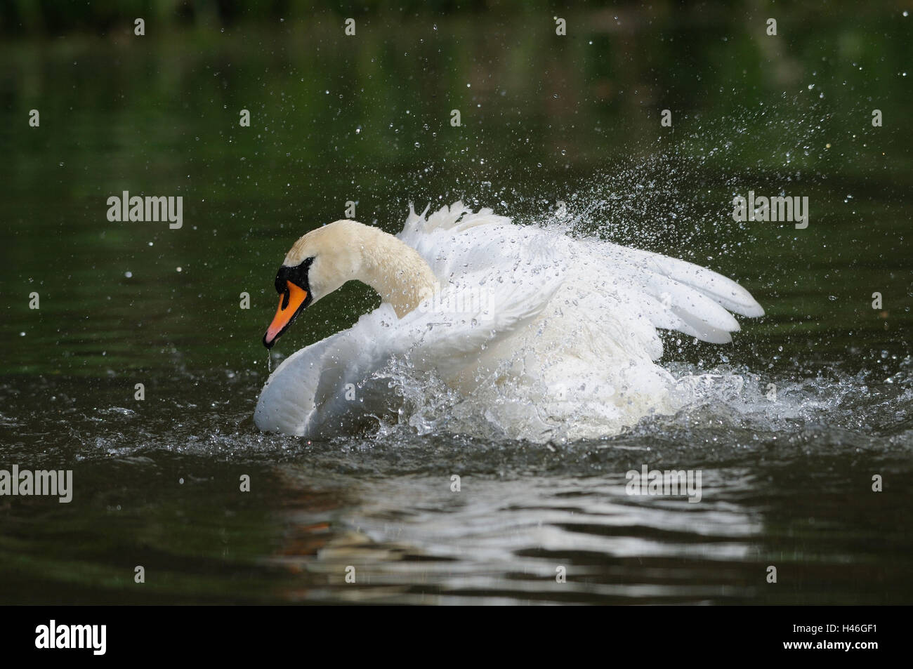 Swan full view hi-res stock photography and images - Alamy