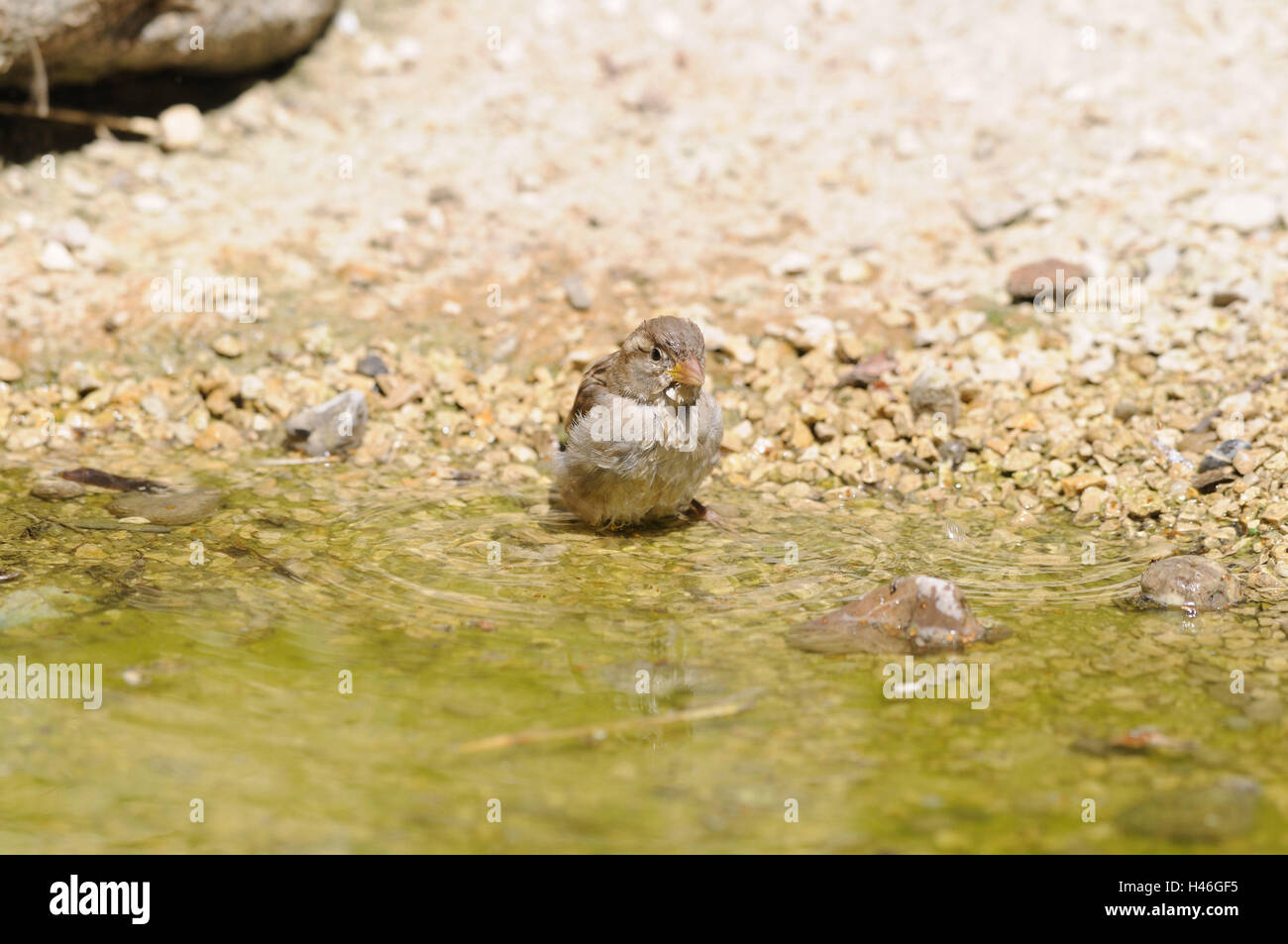 Female passer montanus hi-res stock photography and images - Alamy