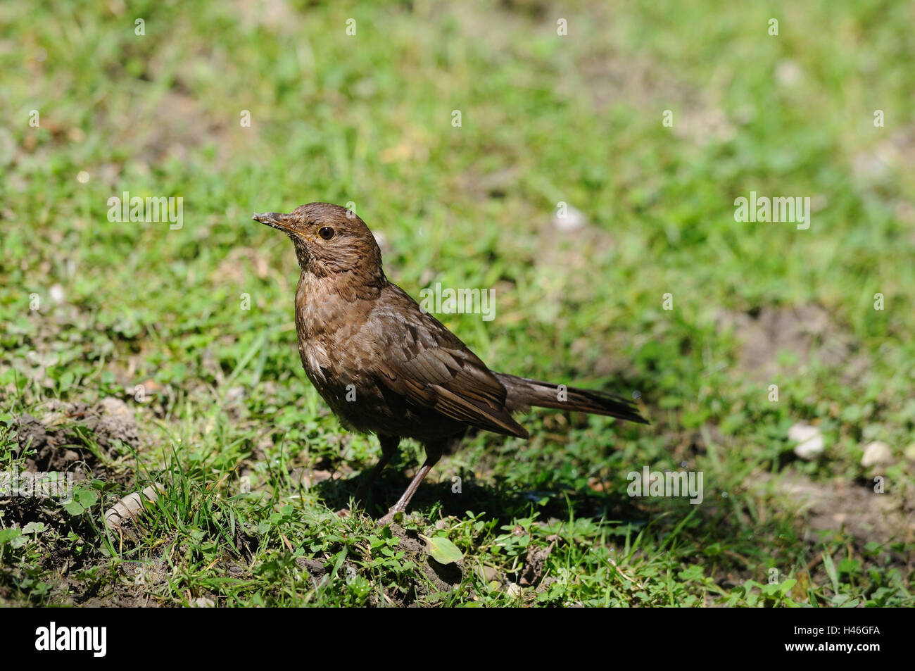 Blackbird, Turdus merula, meadow, sitting, side view Stock Photo - Alamy