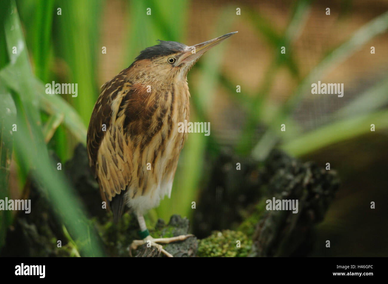 Dwarf's bittern, Ixobrychus minutus, trunk, stand, side view Stock ...