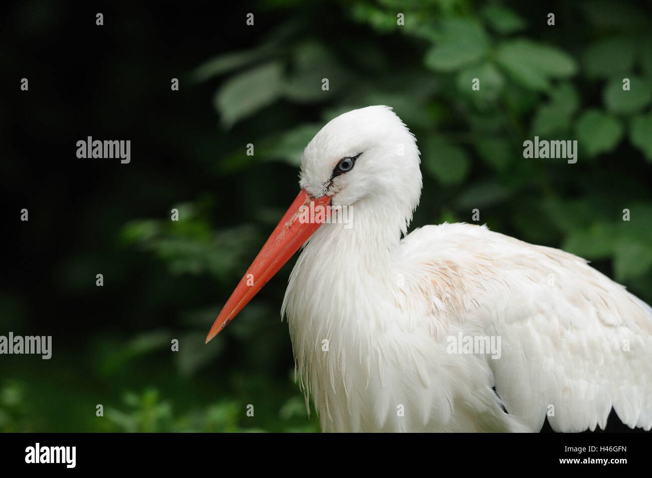 White stork, Ciconia ciconia, portrait, stand, side view Stock Photo ...