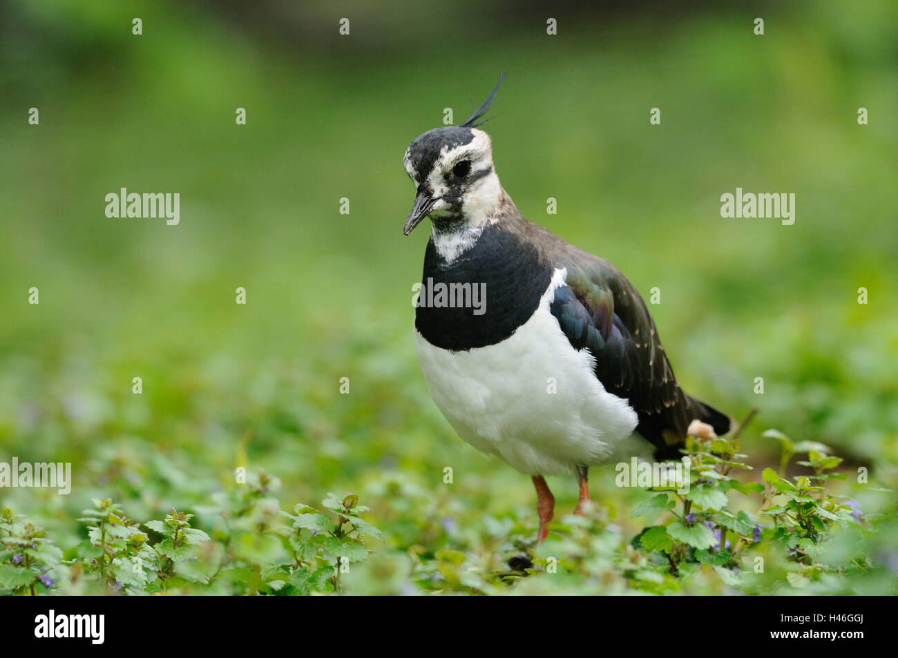 Outside on the peewit hi-res stock photography and images - Alamy