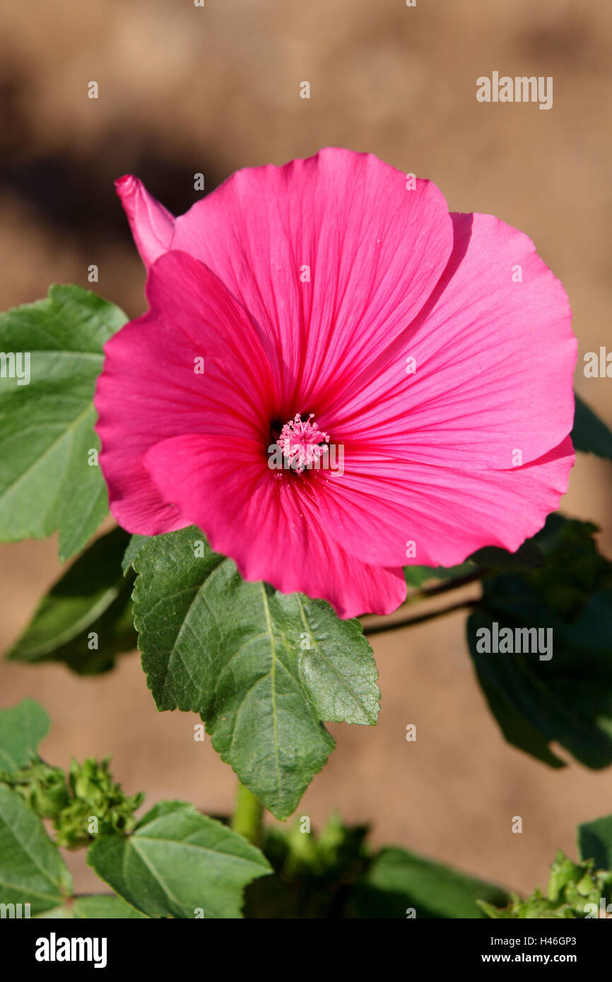 Red mallow, blossom, close up Stock Photo - Alamy
