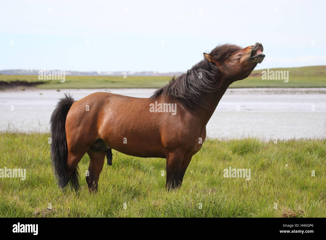 Iceland horse, stallion, flehming Stock Photo - Alamy