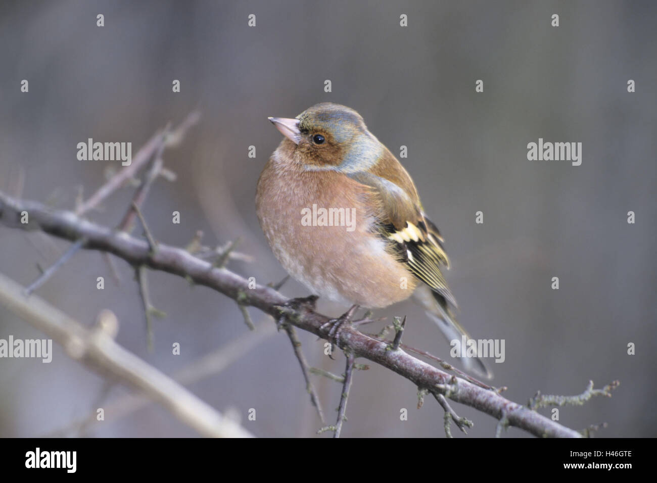 Sitting finch hi-res stock photography and images - Alamy