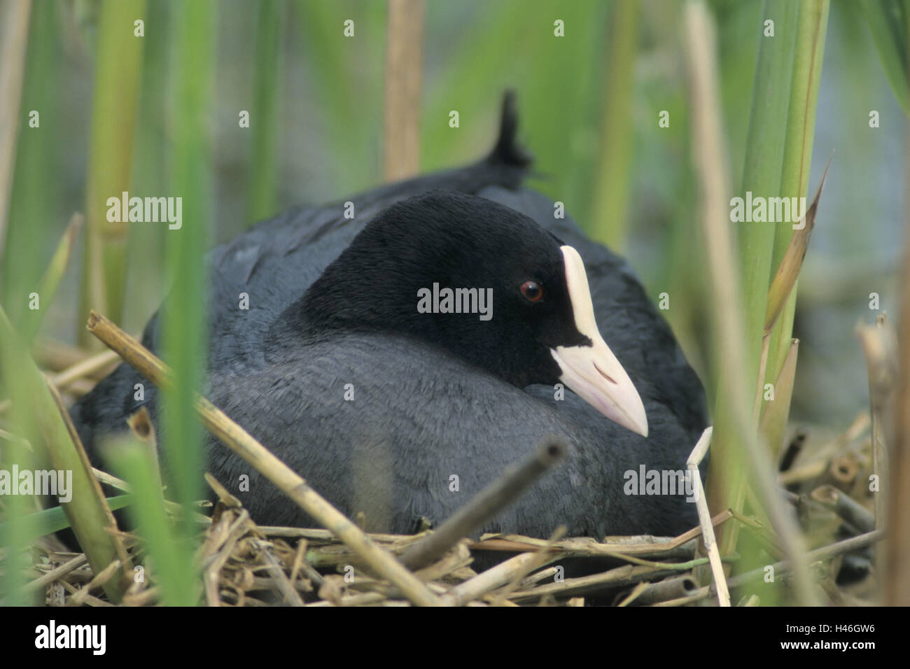 Blesshuhner hi-res stock photography and images - Alamy