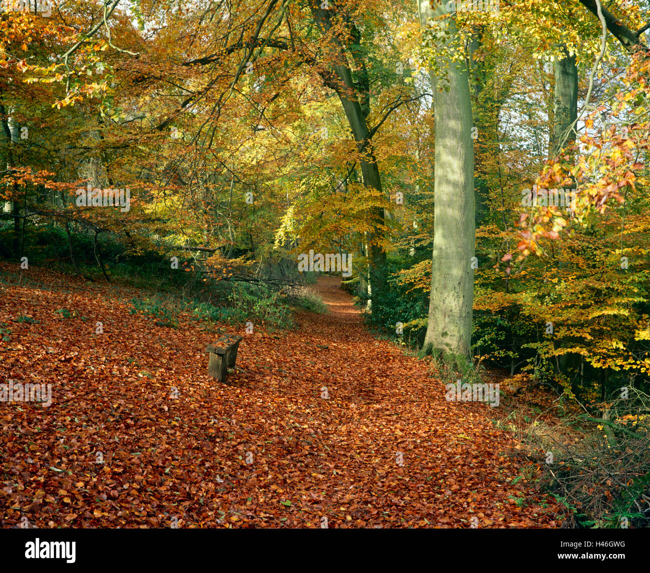 Hampshire and woods hi-res stock photography and images - Alamy