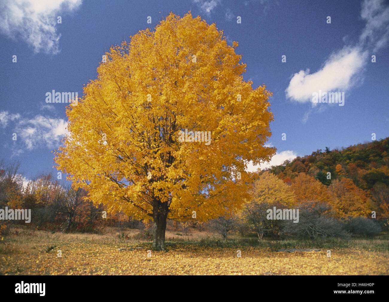 Maple tree, autumn Stock Photo - Alamy