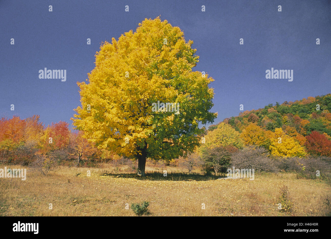Maple tree, autumn Stock Photo - Alamy