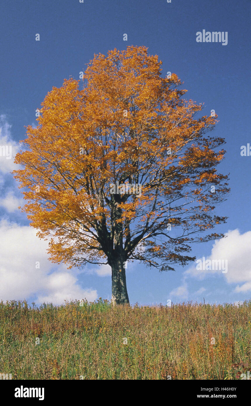 Maple tree, autumn Stock Photo - Alamy