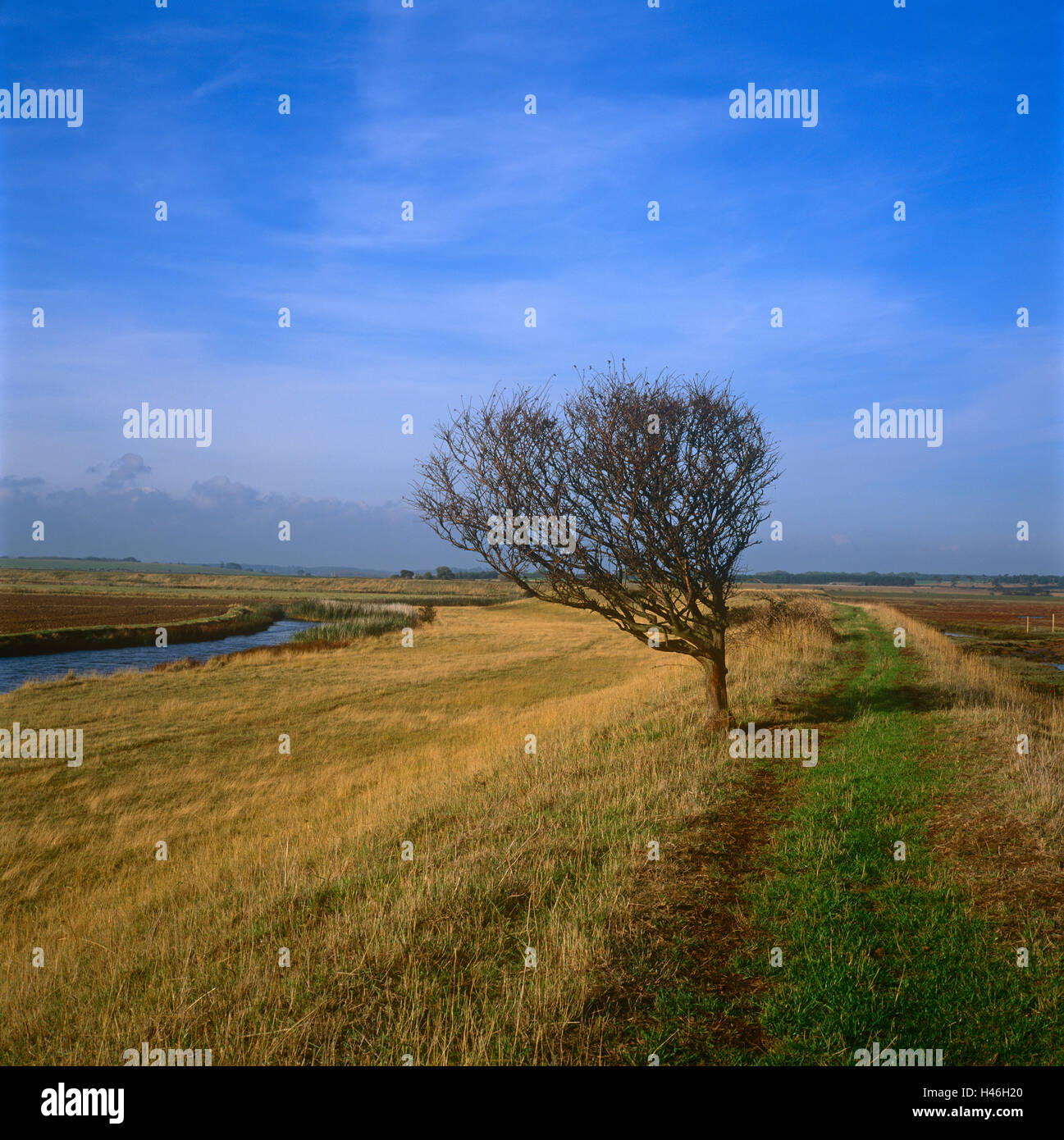 Boyton MArsh, RSPB Reserve Stock Photo - Alamy