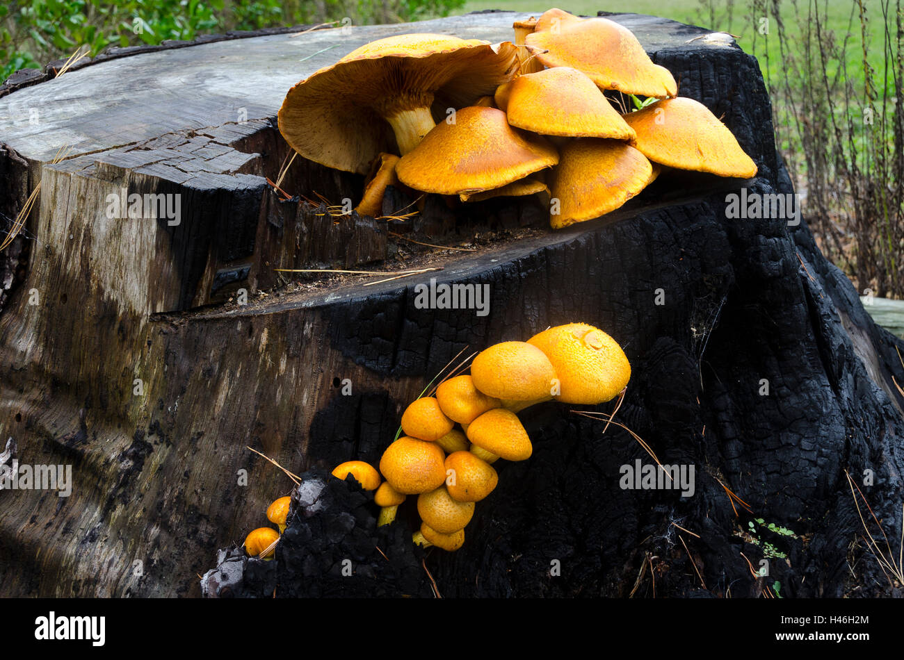 Fungus growing on stump hi-res stock photography and images - Alamy