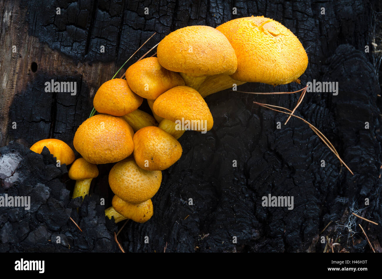 Yellow fungus growing on burnt tree stump, Collingwood, Golden Bay ...