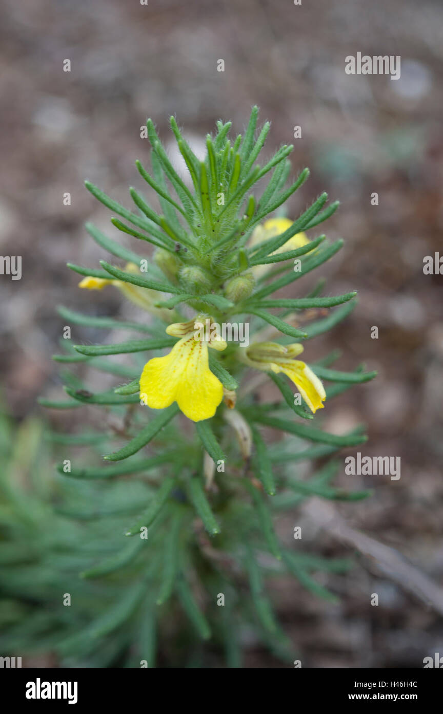 Groundpine hi-res stock photography and images - Alamy