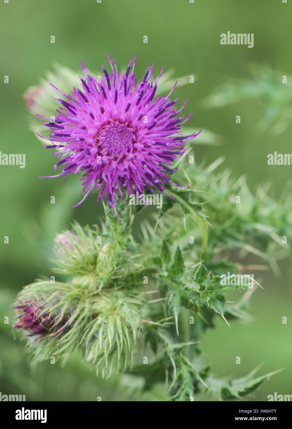 Cards crisps welted thistle growing hi-res stock photography and images ...
