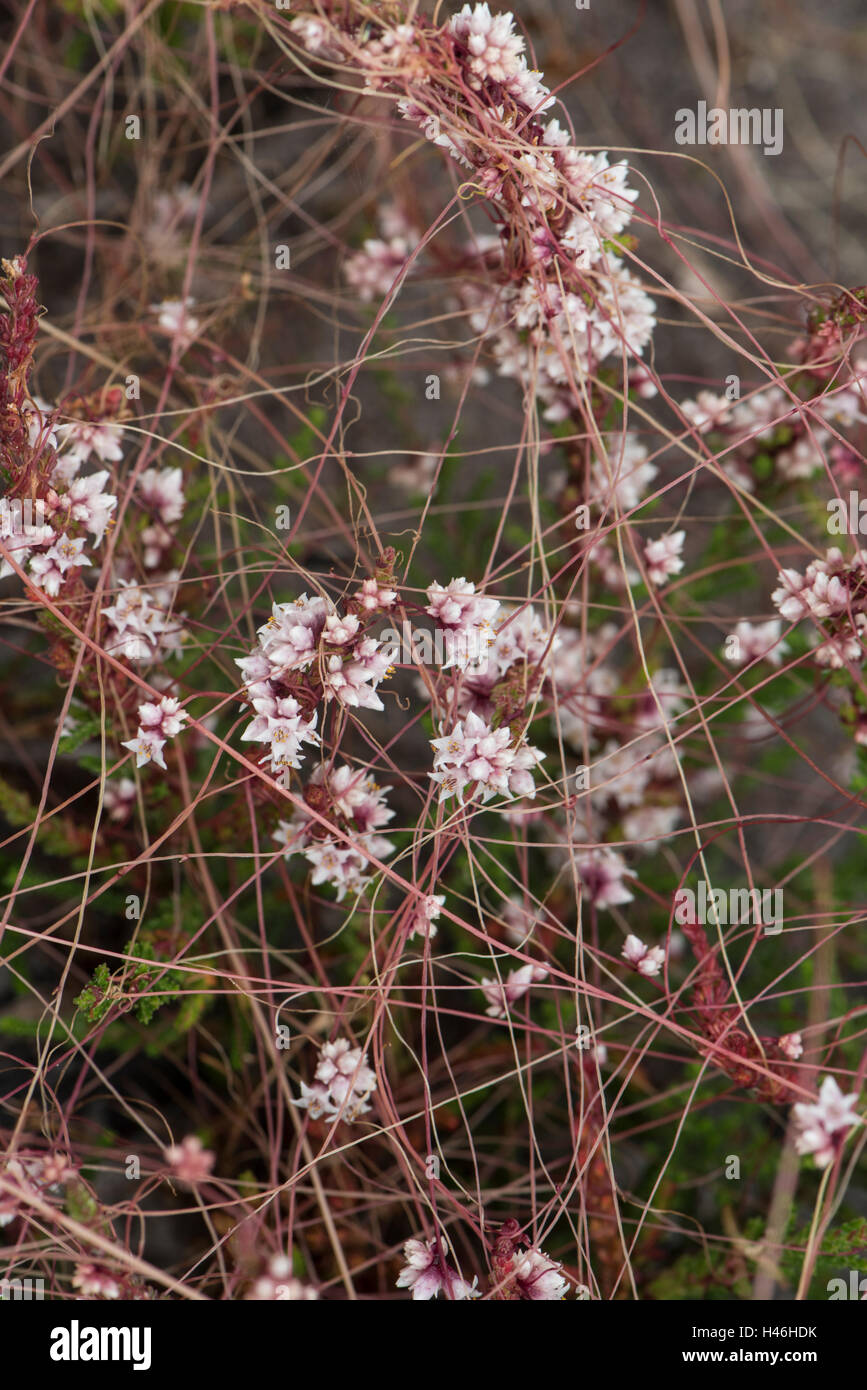 Rootless plant hi-res stock photography and images - Alamy