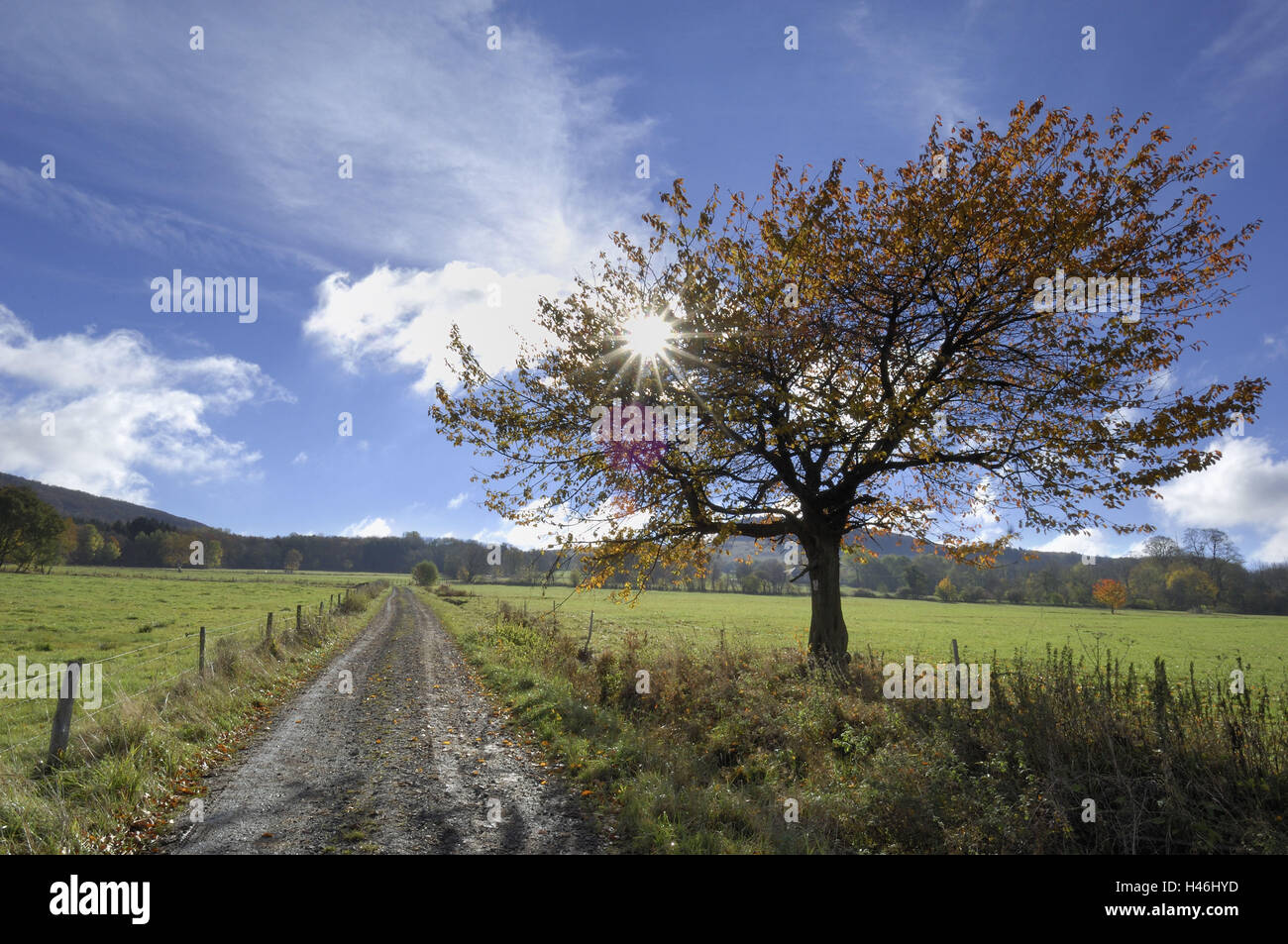 Country lane tree hi-res stock photography and images - Alamy