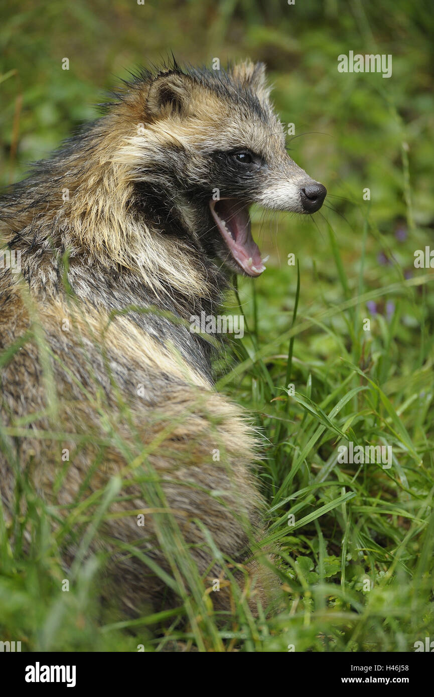 Marten's dog, Enok, Nyctereutes procyonoides, grass, sit, mouth openly ...