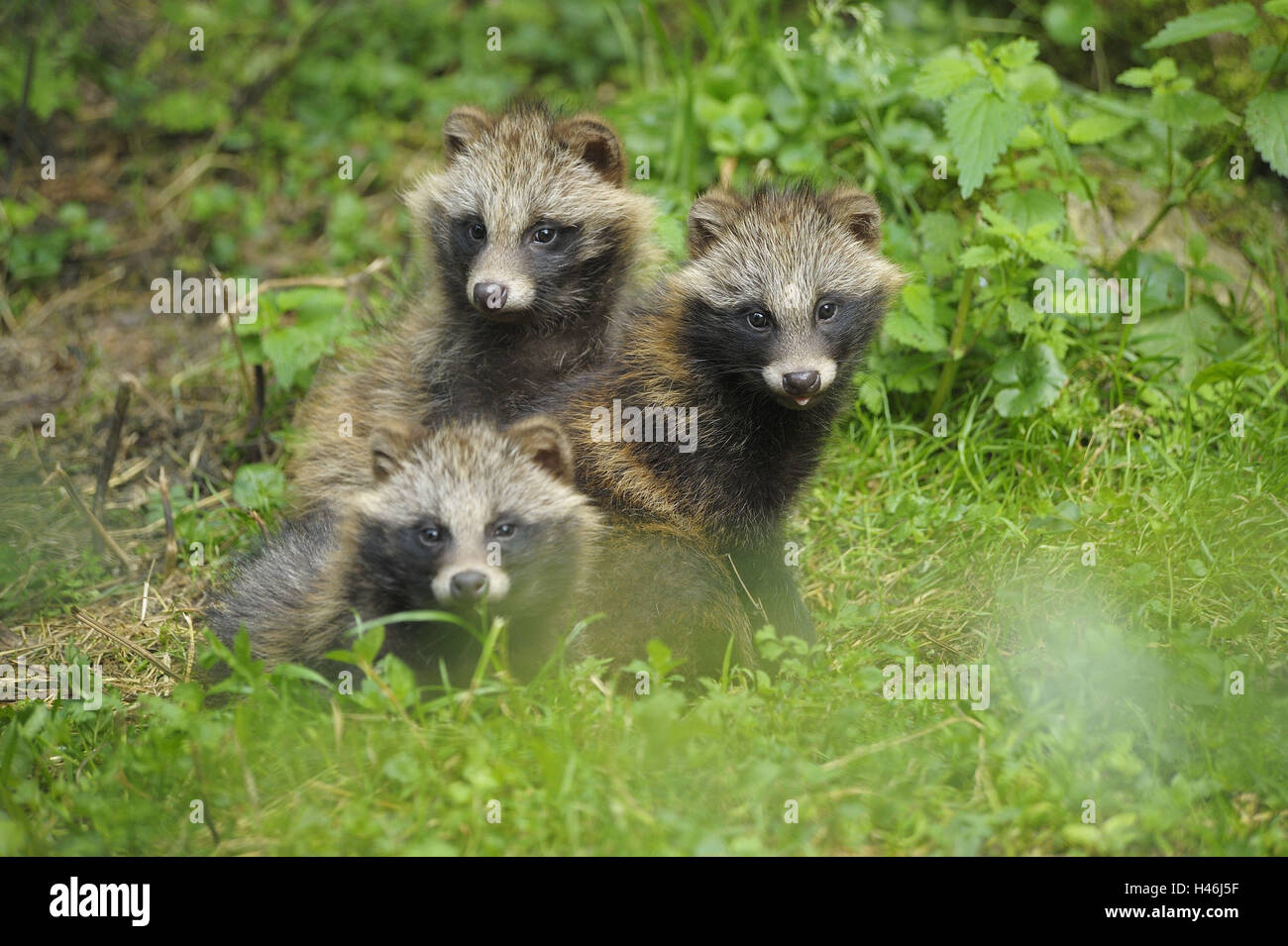Raccoon Dog Puppies