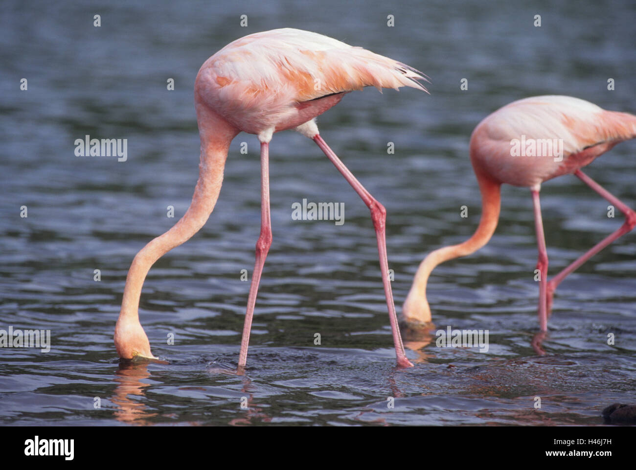 The Galapagos Islands, island Rabida, lagoon, flamingos, two, South ...