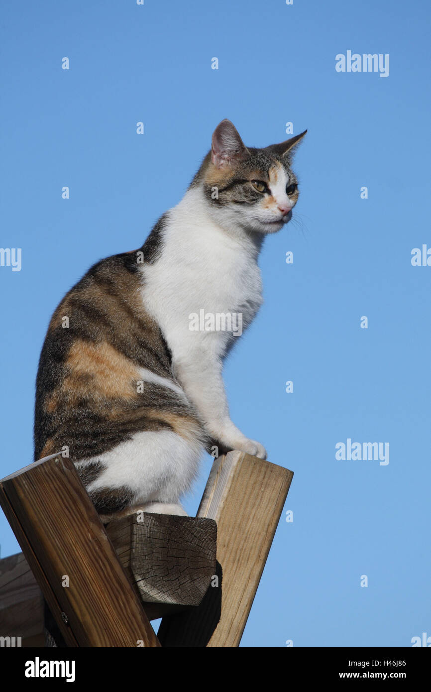 House cat, wooden scaffolding Stock Photo - Alamy
