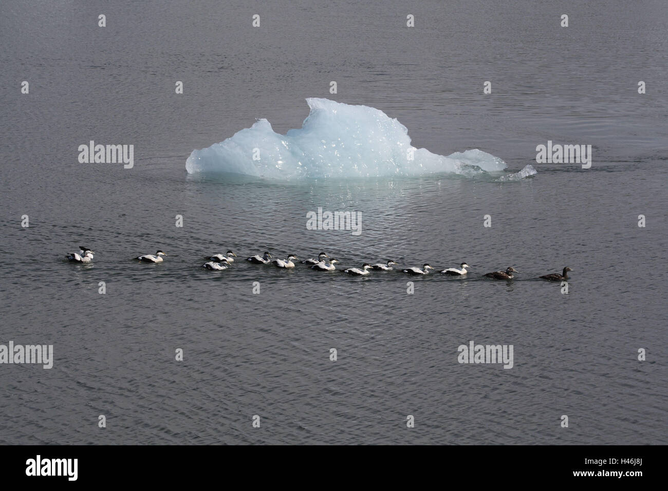 Drift ice island hi-res stock photography and images - Alamy