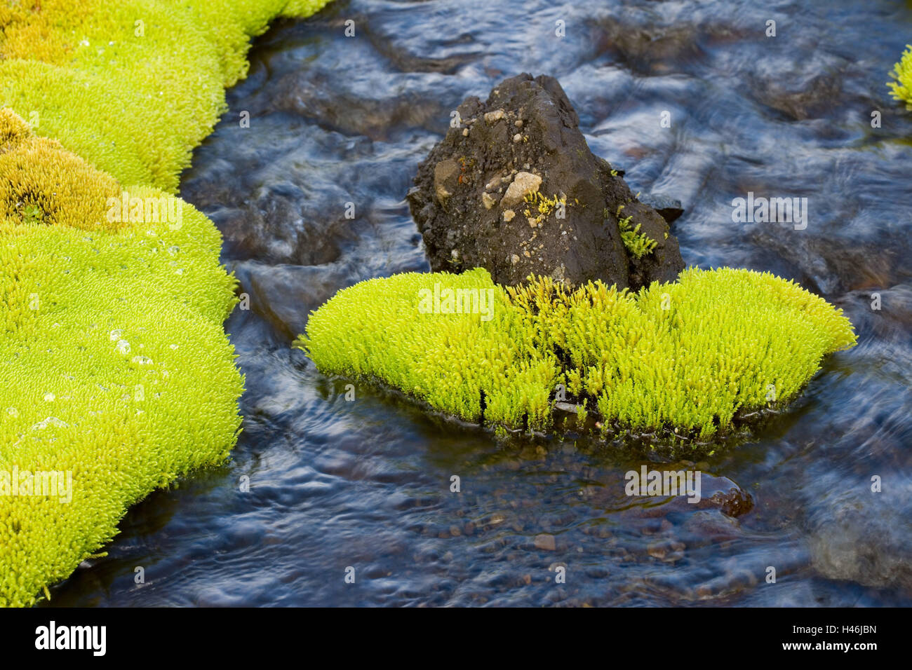 Source moss, Fontinalis spec., detail Stock Photo - Alamy