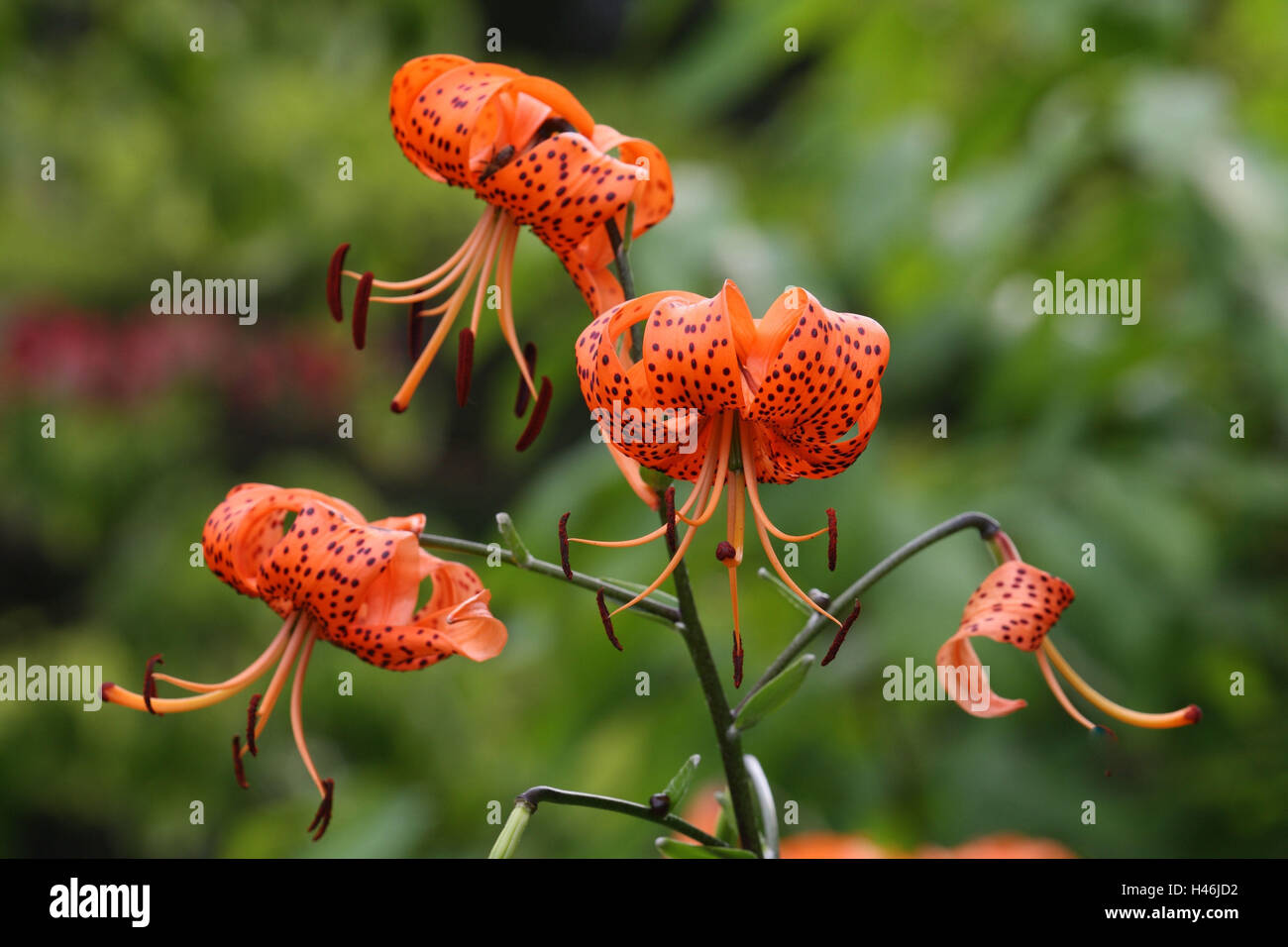 Tiger's lily, blossoms Stock Photo - Alamy