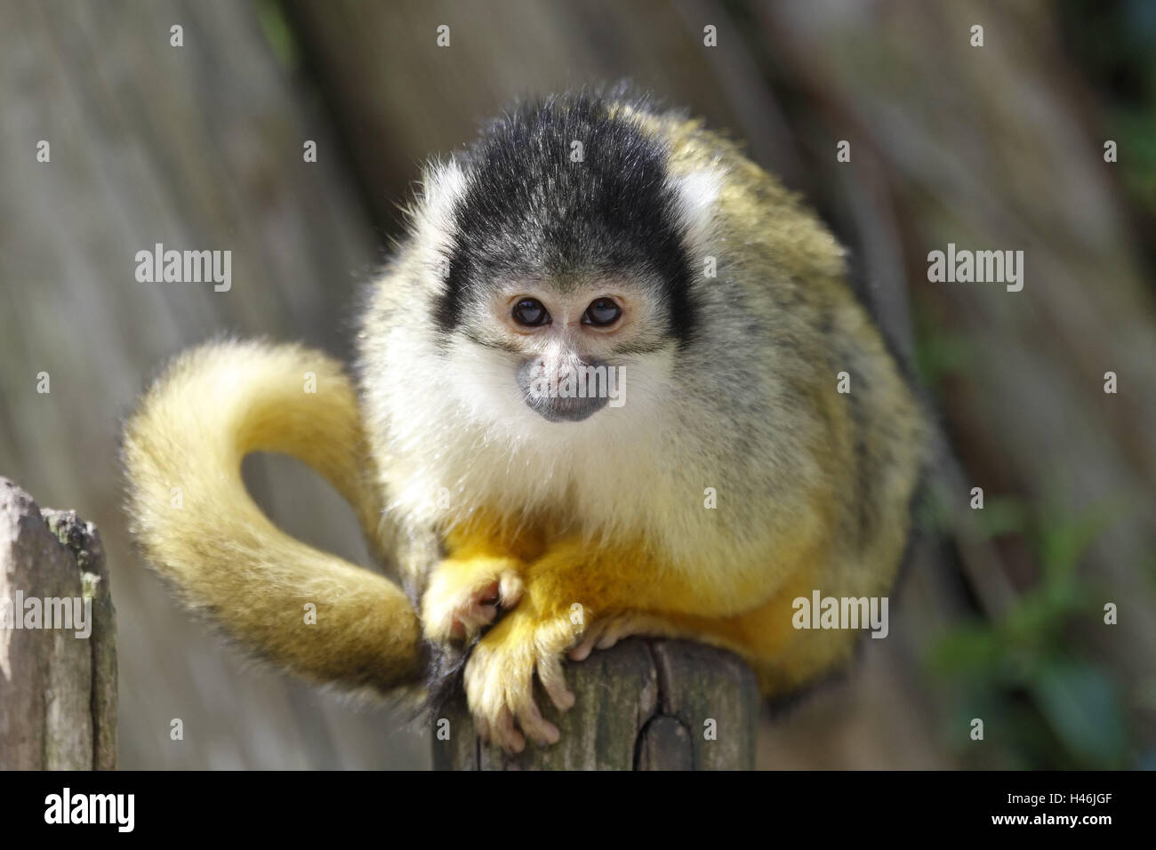 squirrel monkeys, Saimiri sciureus, view camera, portrait, the ...