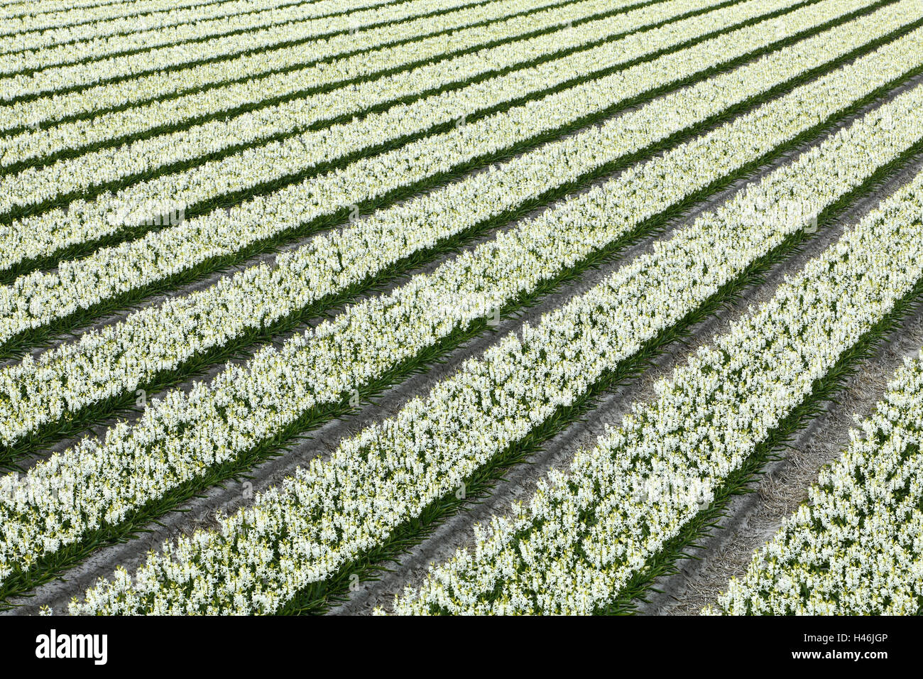 Field of flowers from above hi-res stock photography and images - Alamy