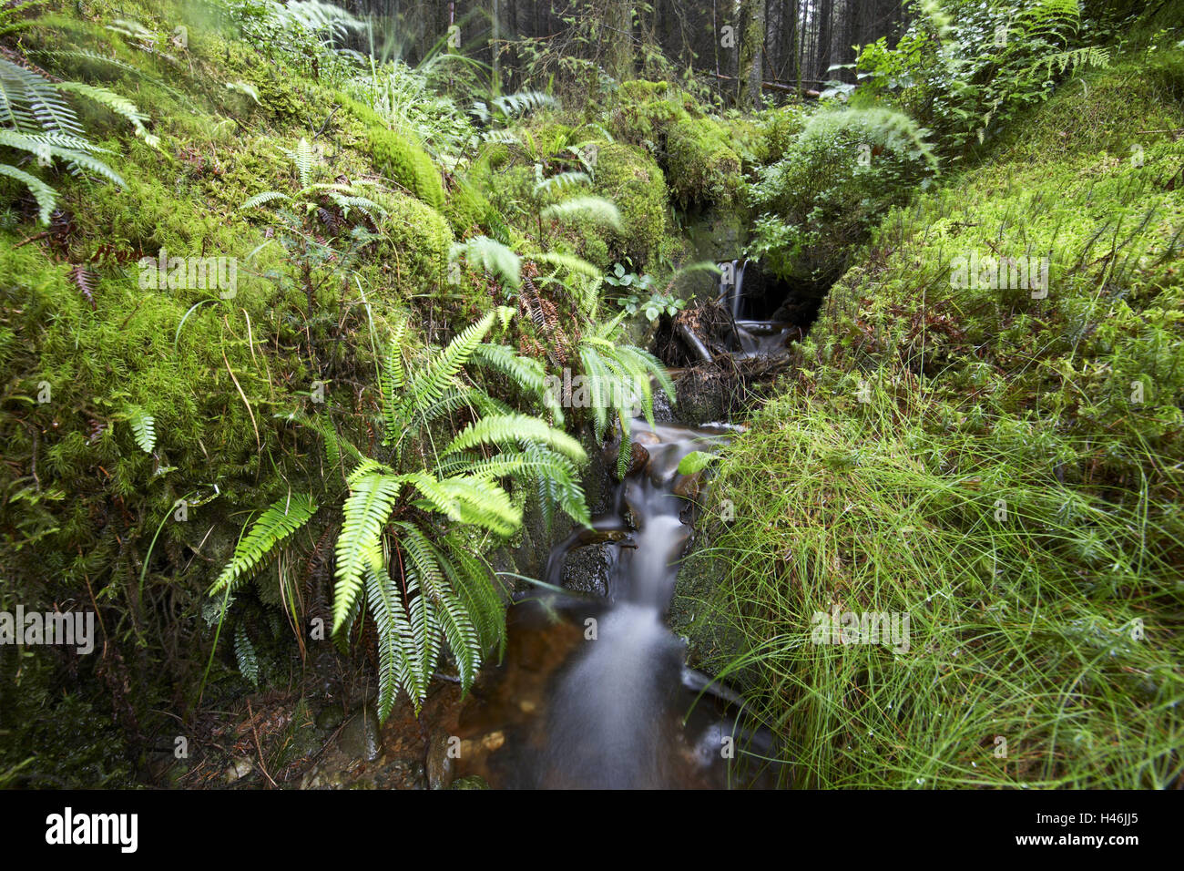 Stream course, plants, nature, Scotland, Great Britain, the north ...