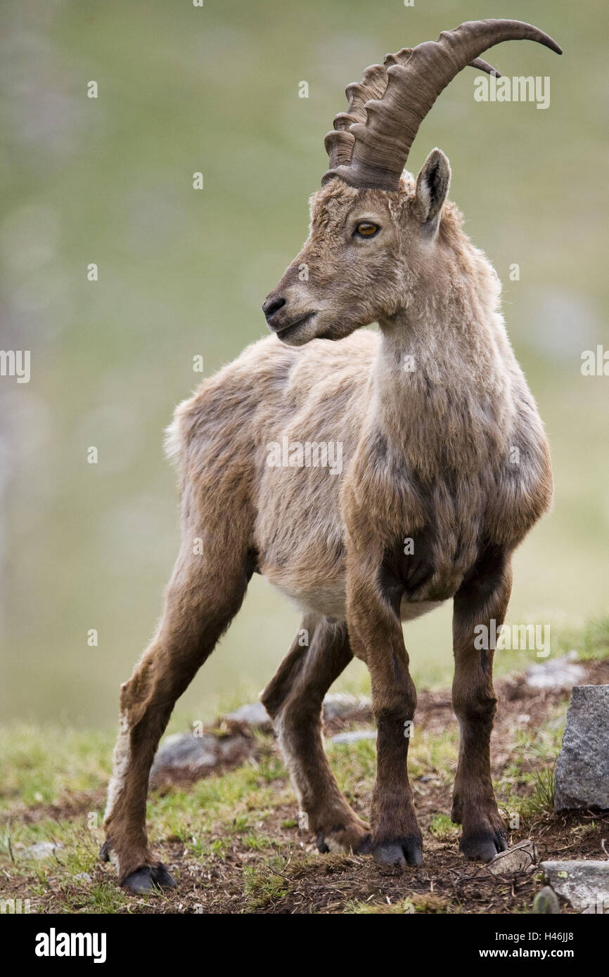 Italy, Alpine ibex, Capra ibex Stock Photo - Alamy