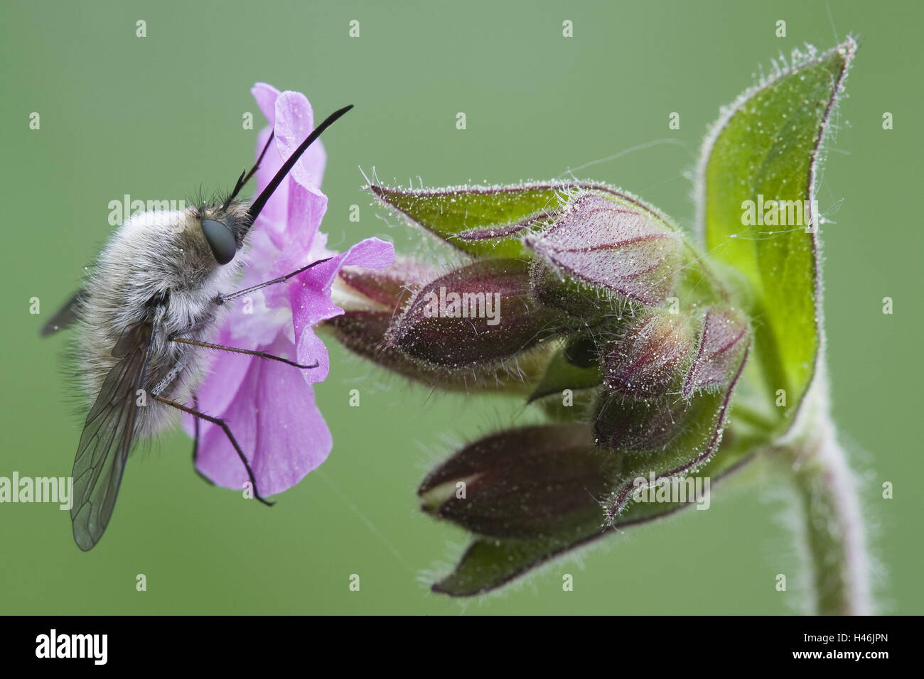 Plant, true comfrey, Symphytum officinale, insect Stock Photo - Alamy
