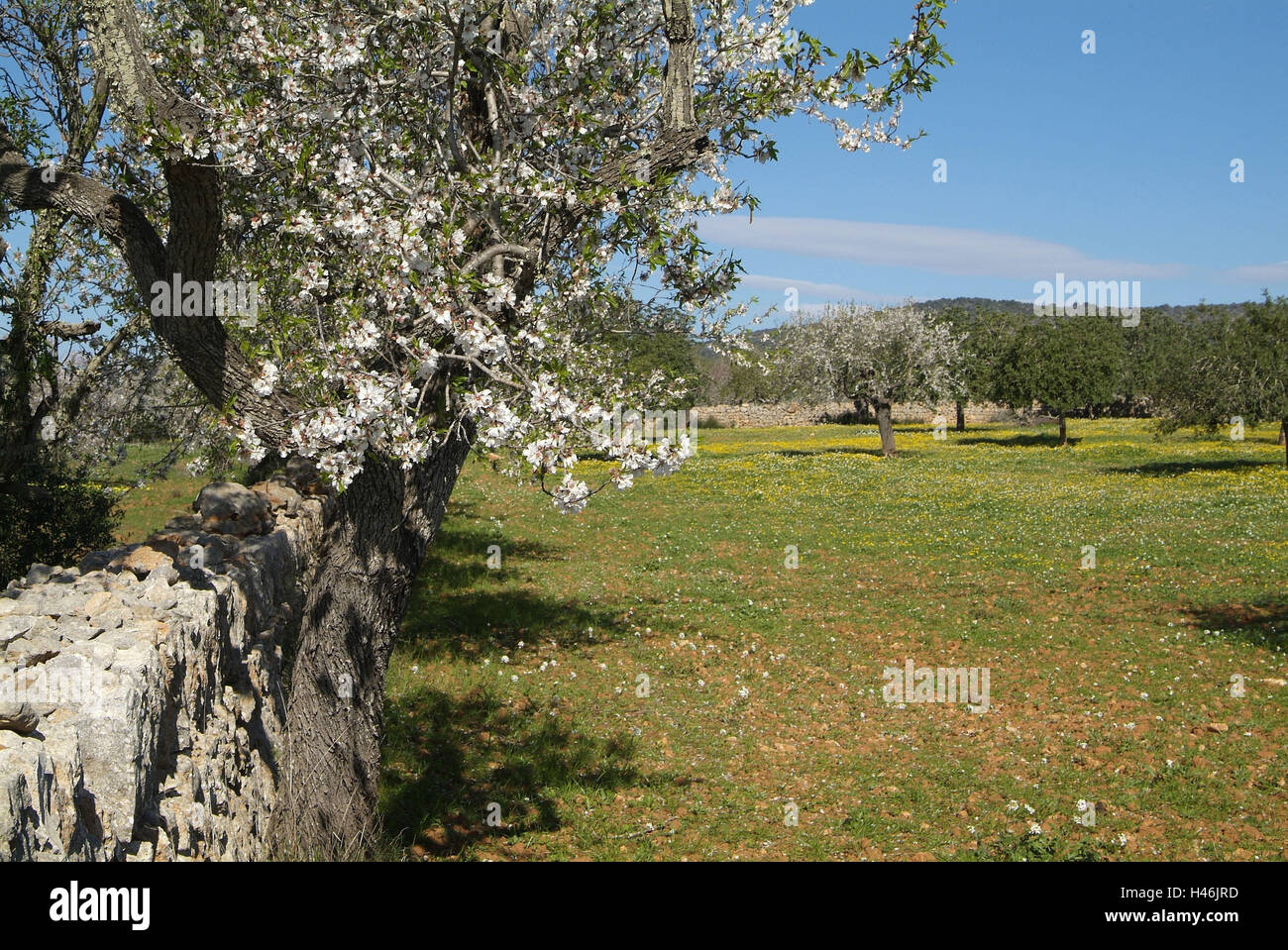 Spain, the Balearic Islands, Majorca, Santanyi, almond trees, blossom ...