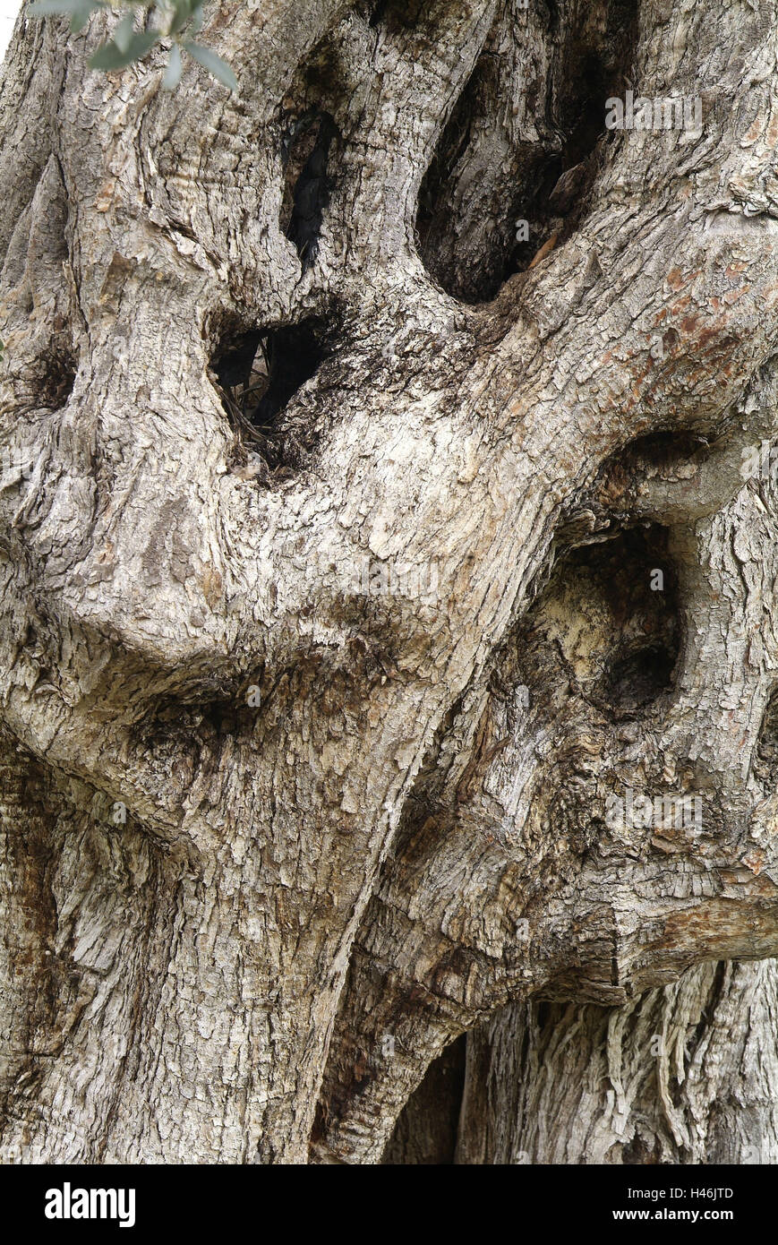 Spain, olive tree, detail, cattle Stock Photo - Alamy