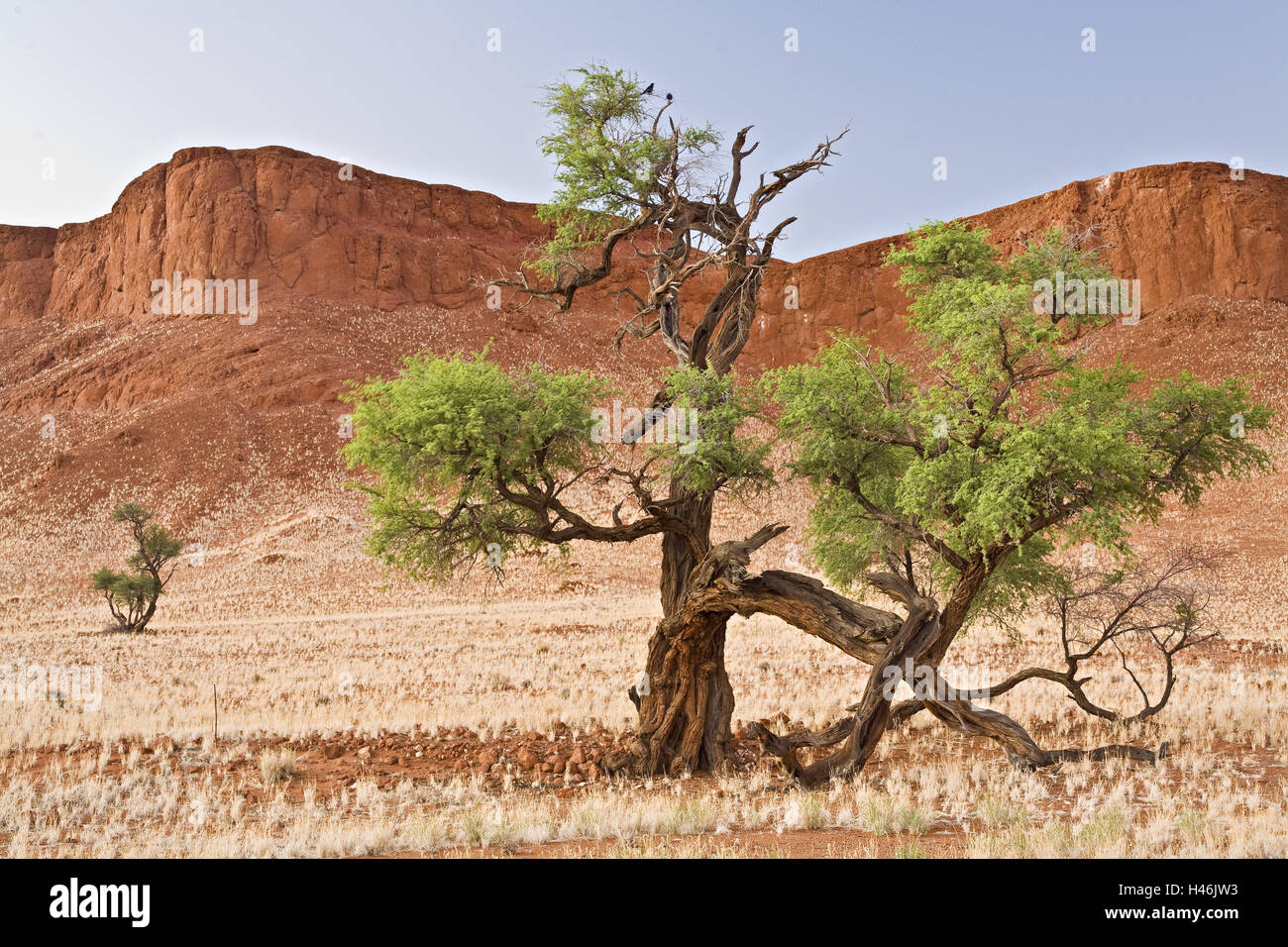 Africa, Namibia, National Park, Namib Naukluft Park, tree, fossilized ...