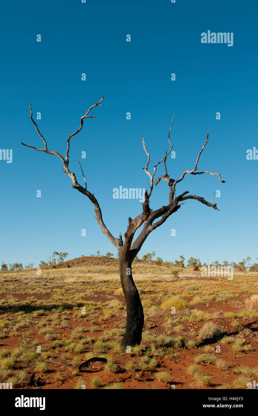 Burnt tree hi-res stock photography and images - Alamy