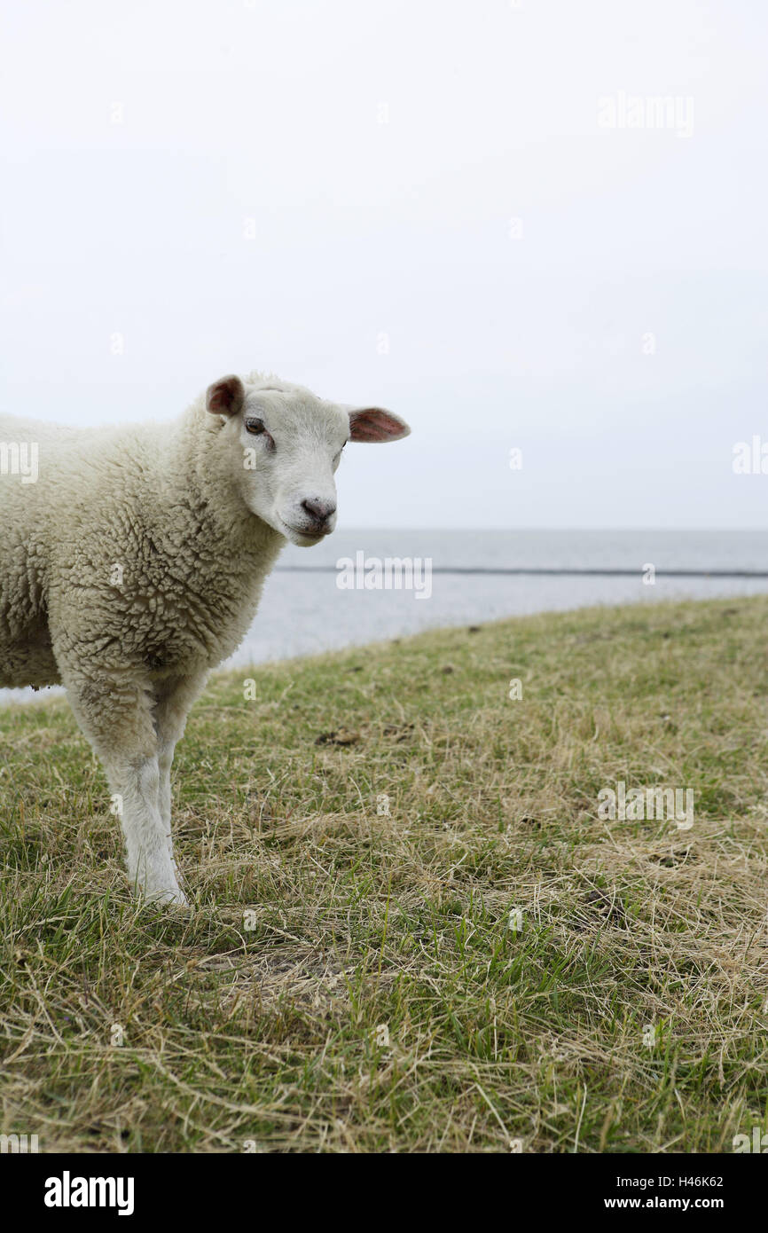 Dyke, sheep, half portrait Stock Photo - Alamy Dyke, sheep, half portrait Stock Photo - Alamy
