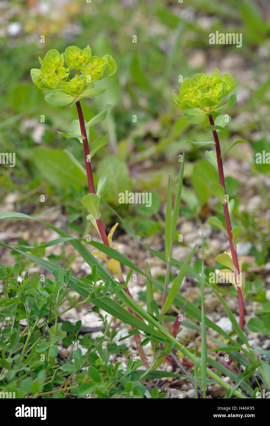 Sun Spurge - Euphorbia helioscopia Common Wild Flower in Cyprus Stock ...