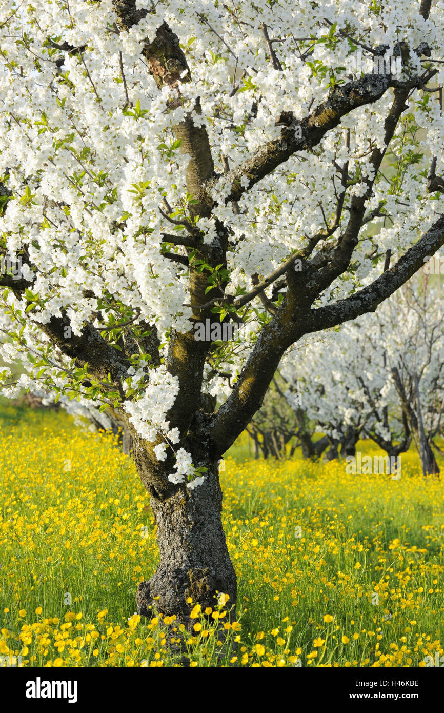Growing cherry trees hi-res stock photography and images - Alamy