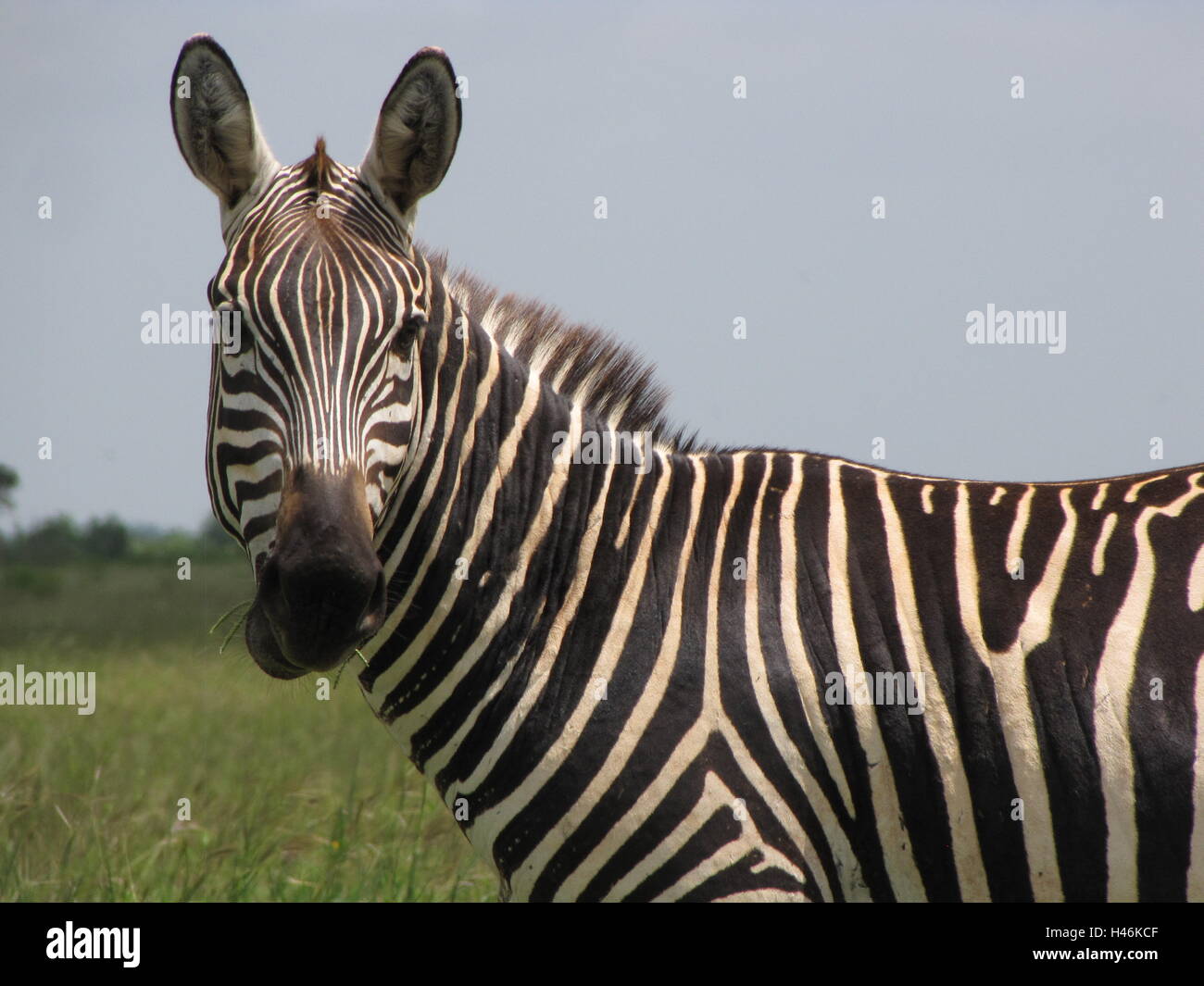 An alert zebra looks on as its bat-ears turn to the camera at Amboseli ...