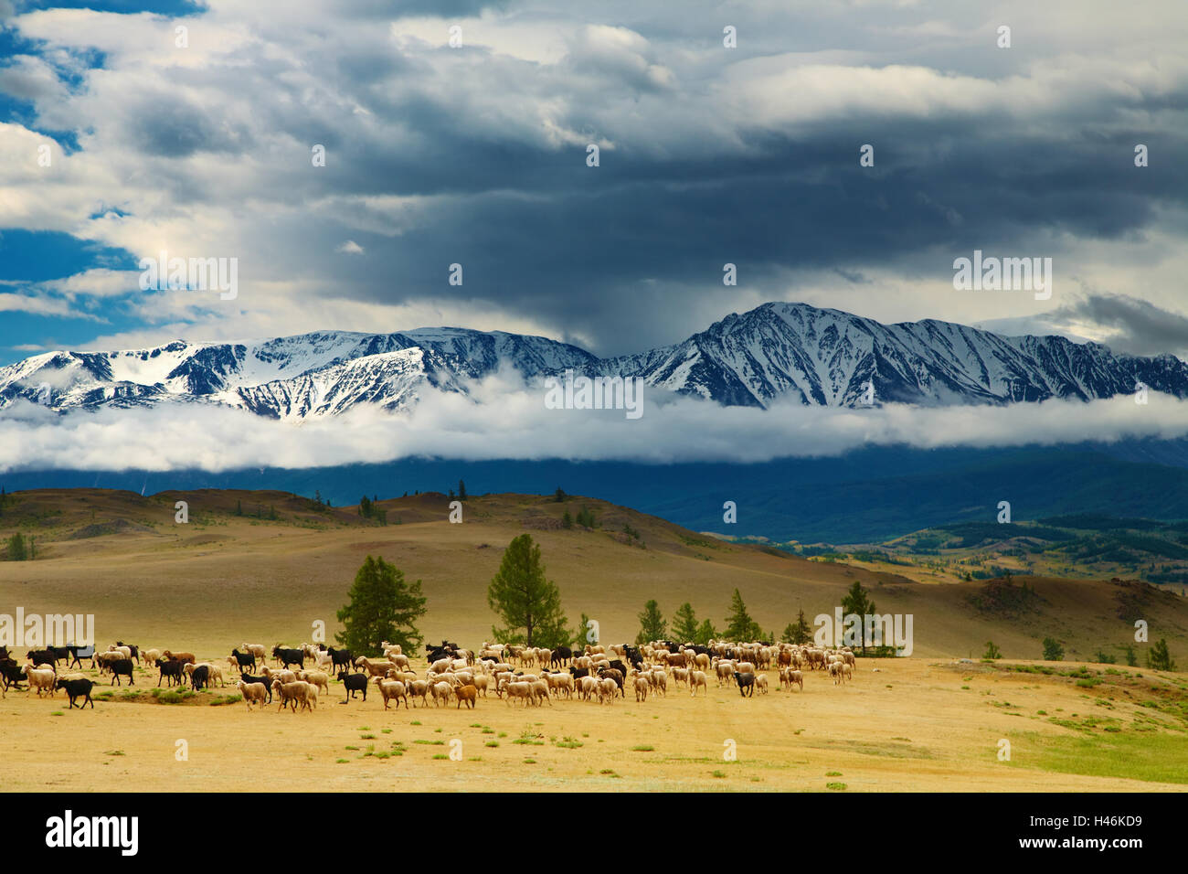 Sheep and mountains hi-res stock photography and images - Alamy