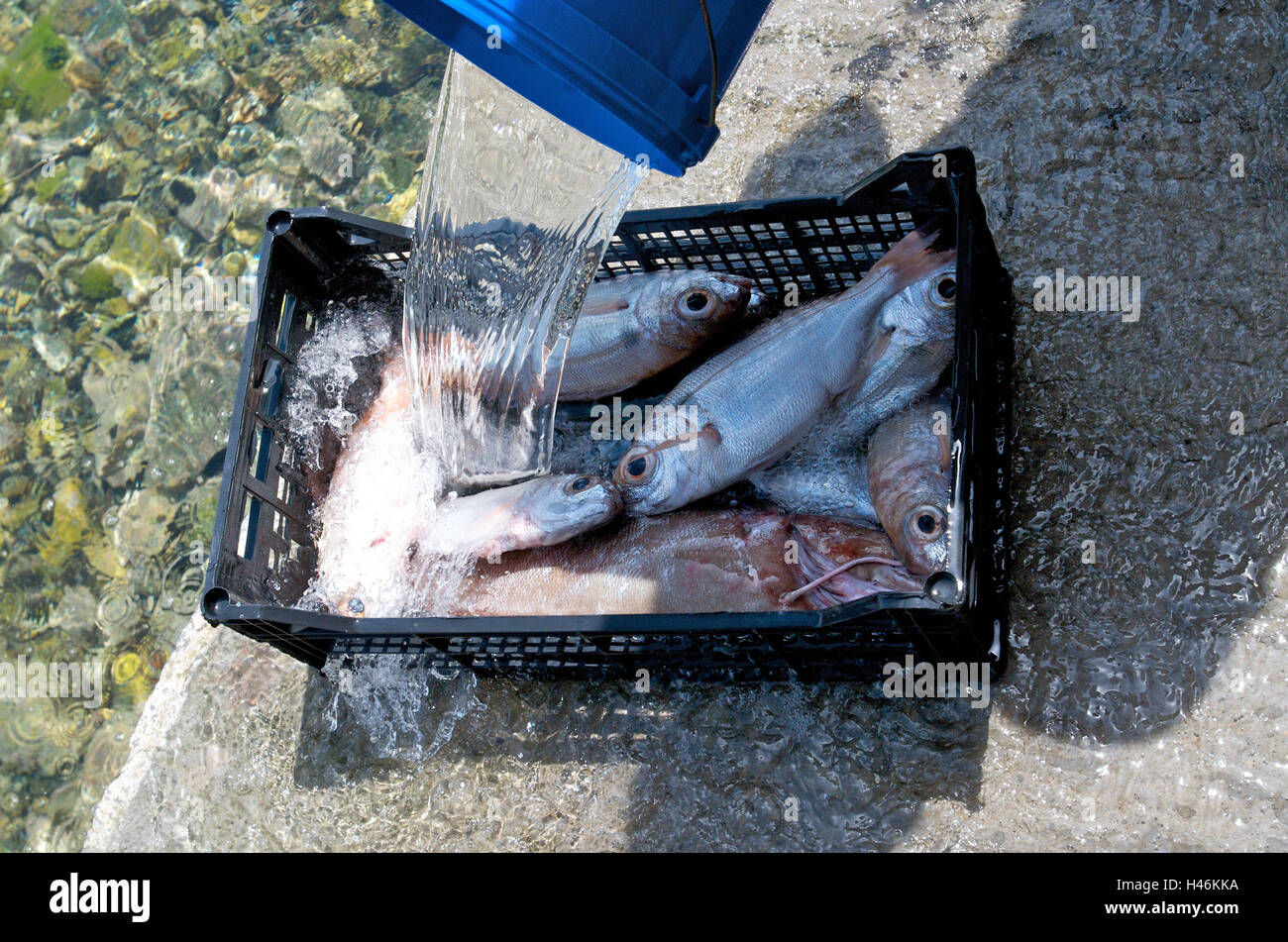 Fish are washed, island Sifnos, the Cyclades, Greece Stock Photo - Alamy