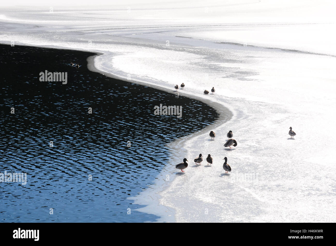 Lake, shore, mallards, Germany, Bavaria, Walchensee, winter, lakeside ...