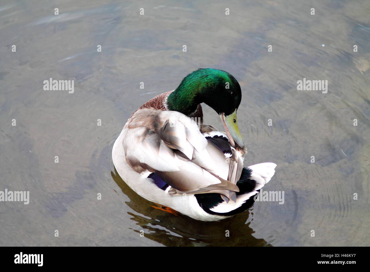Washing mallard, male duck Stock Photo - Alamy