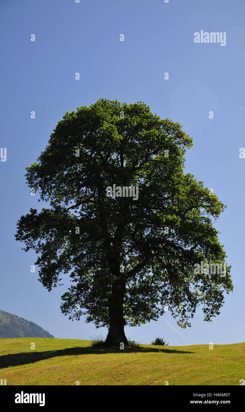 Alpine grassland, book, unmarked, meadow, tree, solitaire tree, copper ...