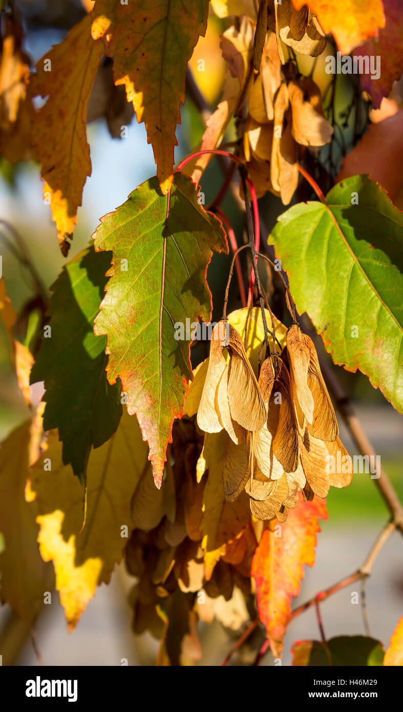 Tatarian maple, Acer tataricum Stock Photo - Alamy