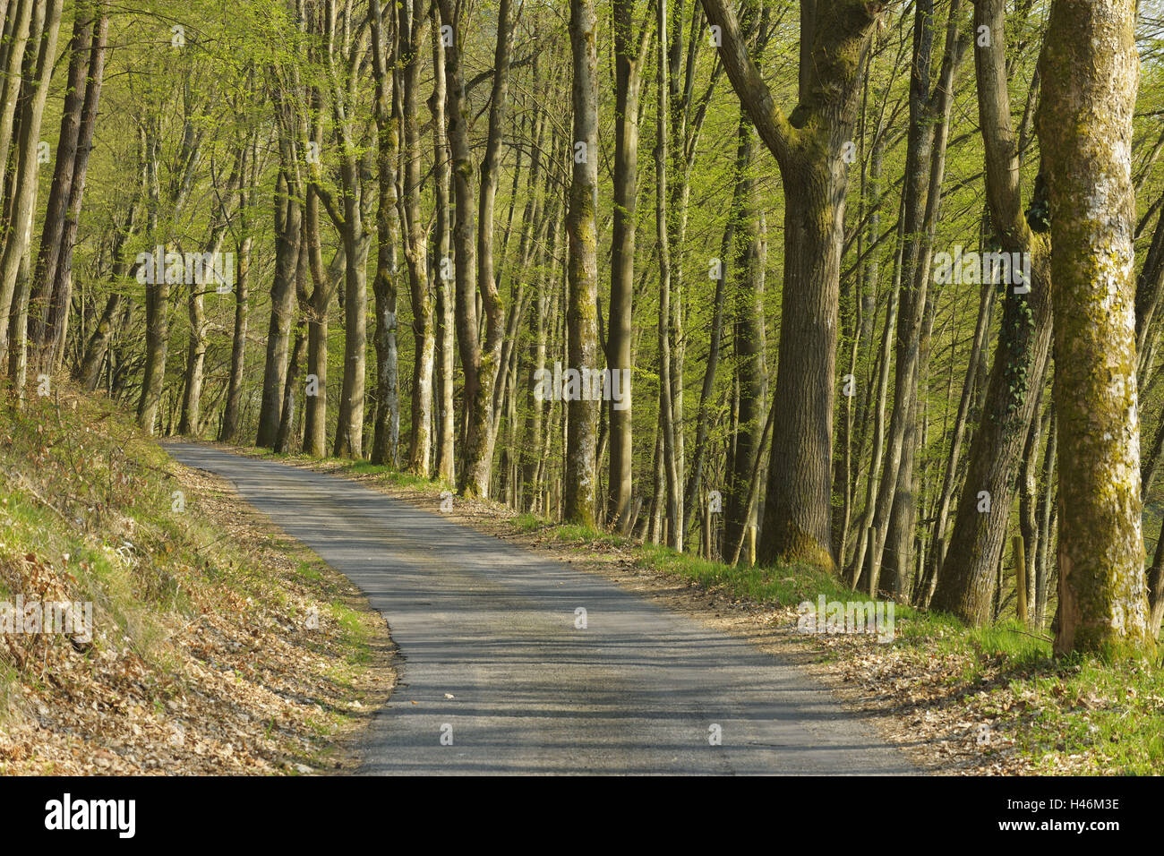 Away, wood, spring, trees, shades Stock Photo - Alamy