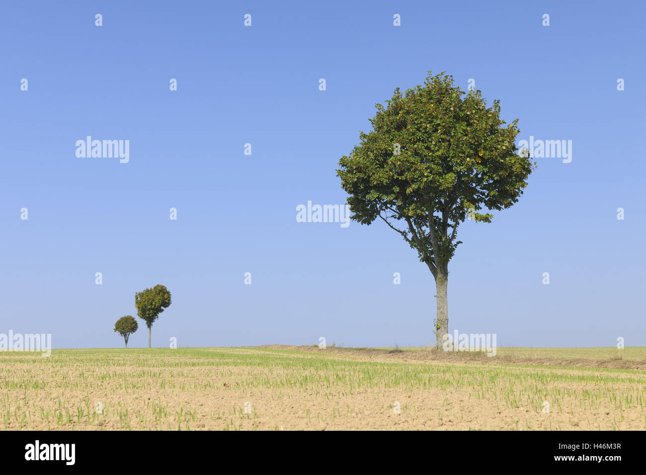 Lime-trees, three, field, unmarked Stock Photo - Alamy