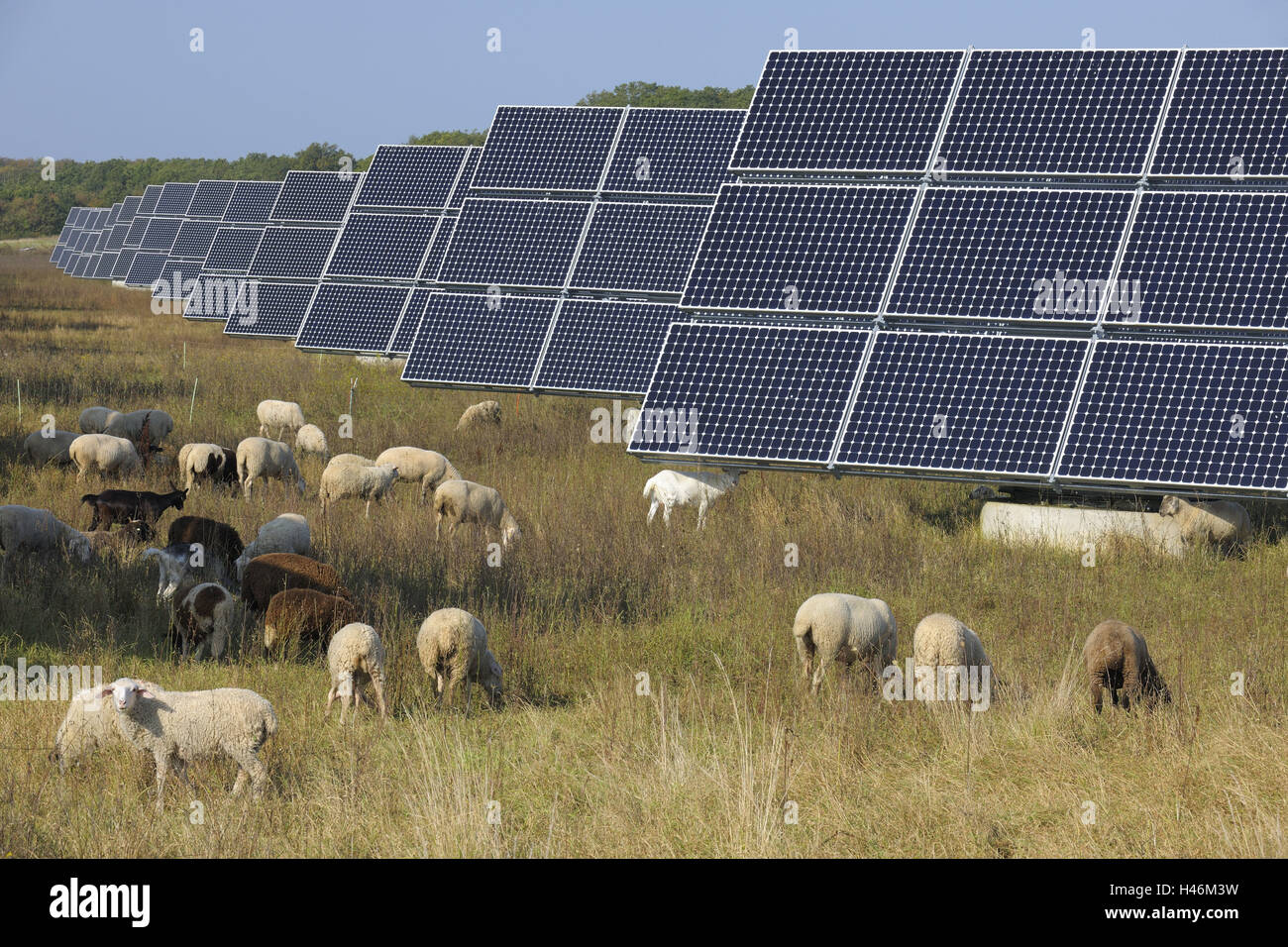 Solar field, photovoltaics, sheep, goats, pasture Stock Photo - Alamy